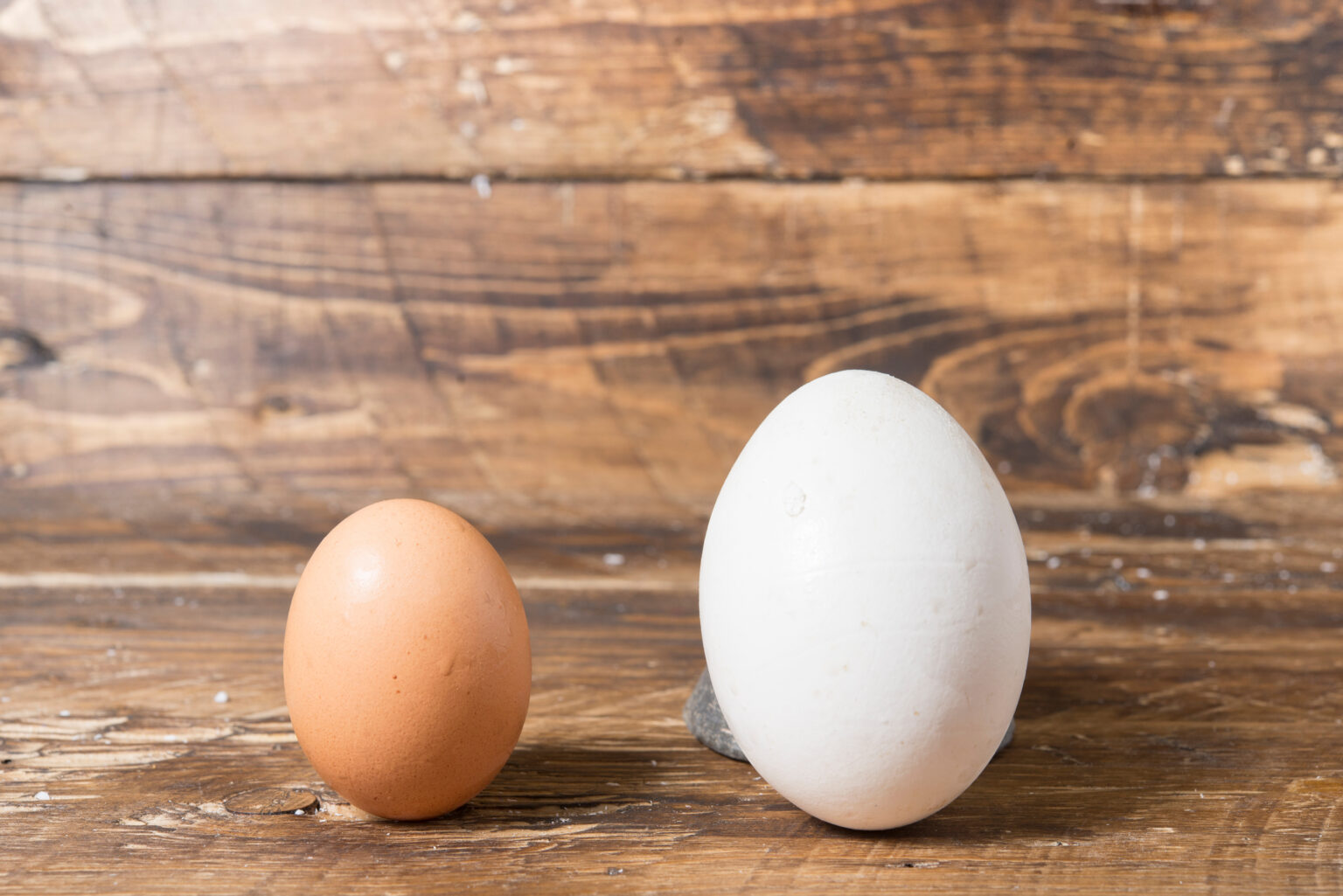 Raising Geese for Meat: A Home-Grown Holiday Goose - Backyard Poultry